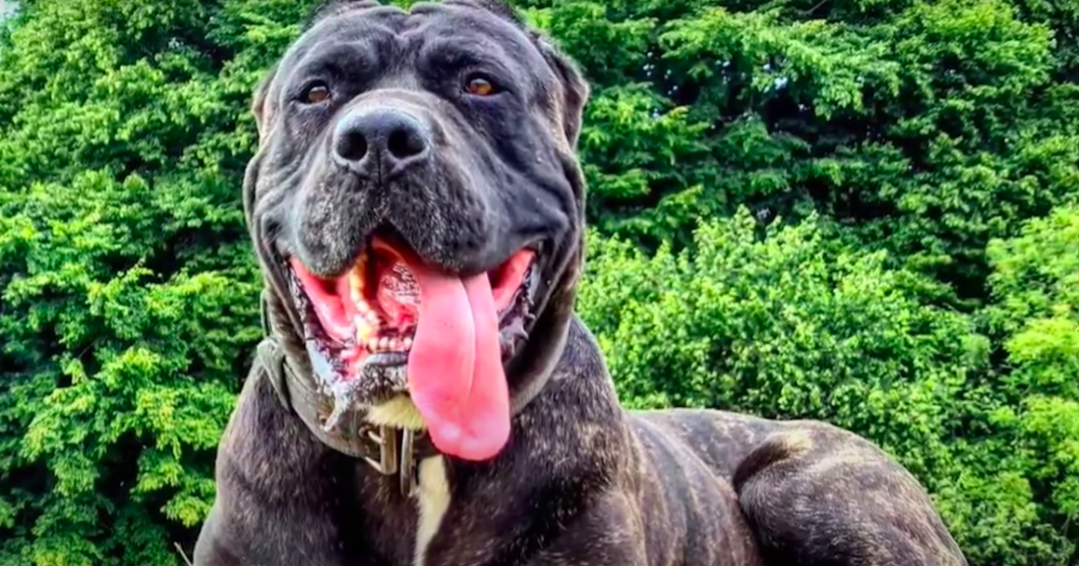 American Bandogge Dog Breed Information & Characteristics
