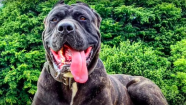 American Bandogge Dog Breed Information Characteristics American Bandogge Dog Breed Information Characteristics