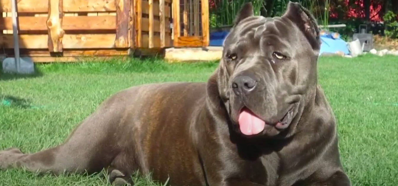 American Bandogge Dog Breed Information & Characteristics