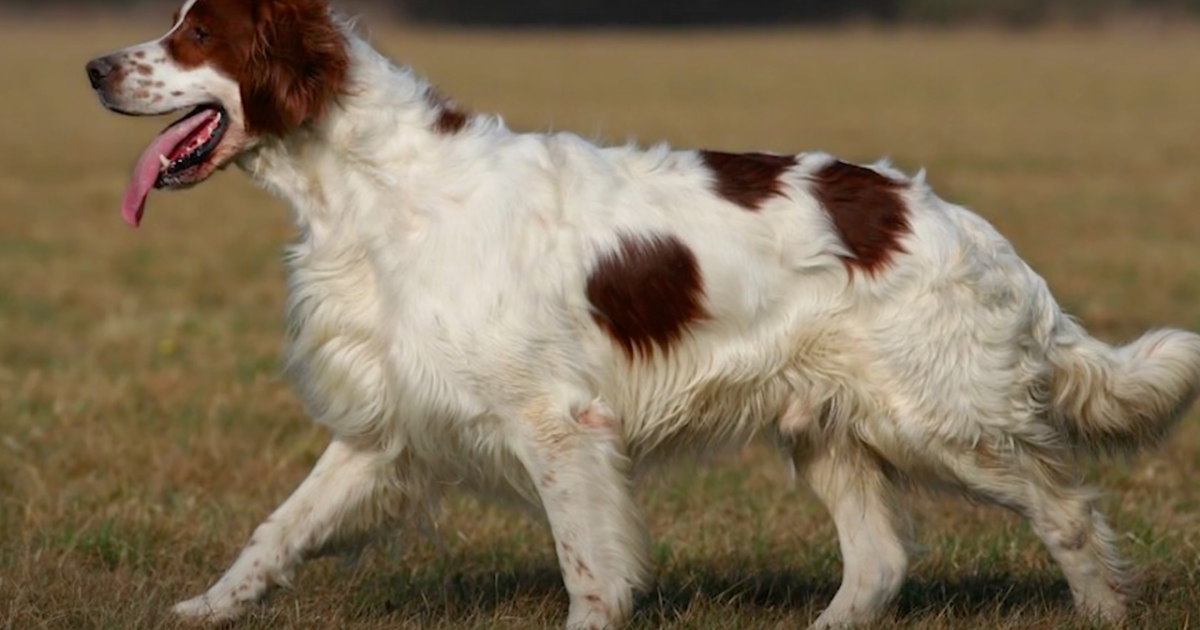 Irish Red and White Setter Dog Breed Information & Characteristics