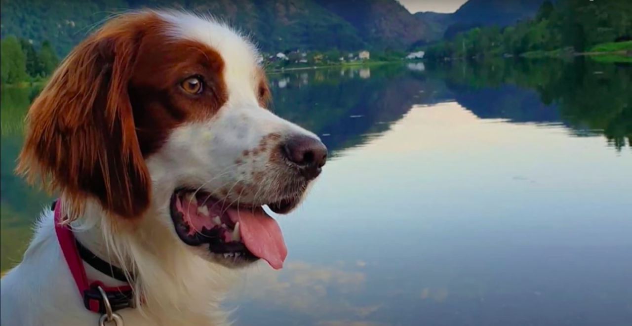 Irish Red and White Setter Dog Breed Information & Characteristics