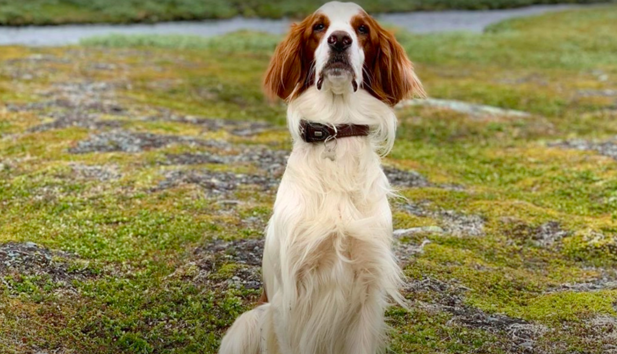 Irish Red and White Setter Dog Breed Information & Characteristics