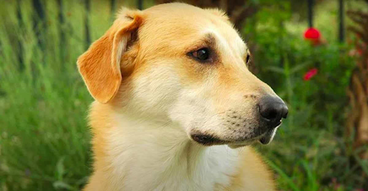 Chinook Dog Breed Information & Characteristics