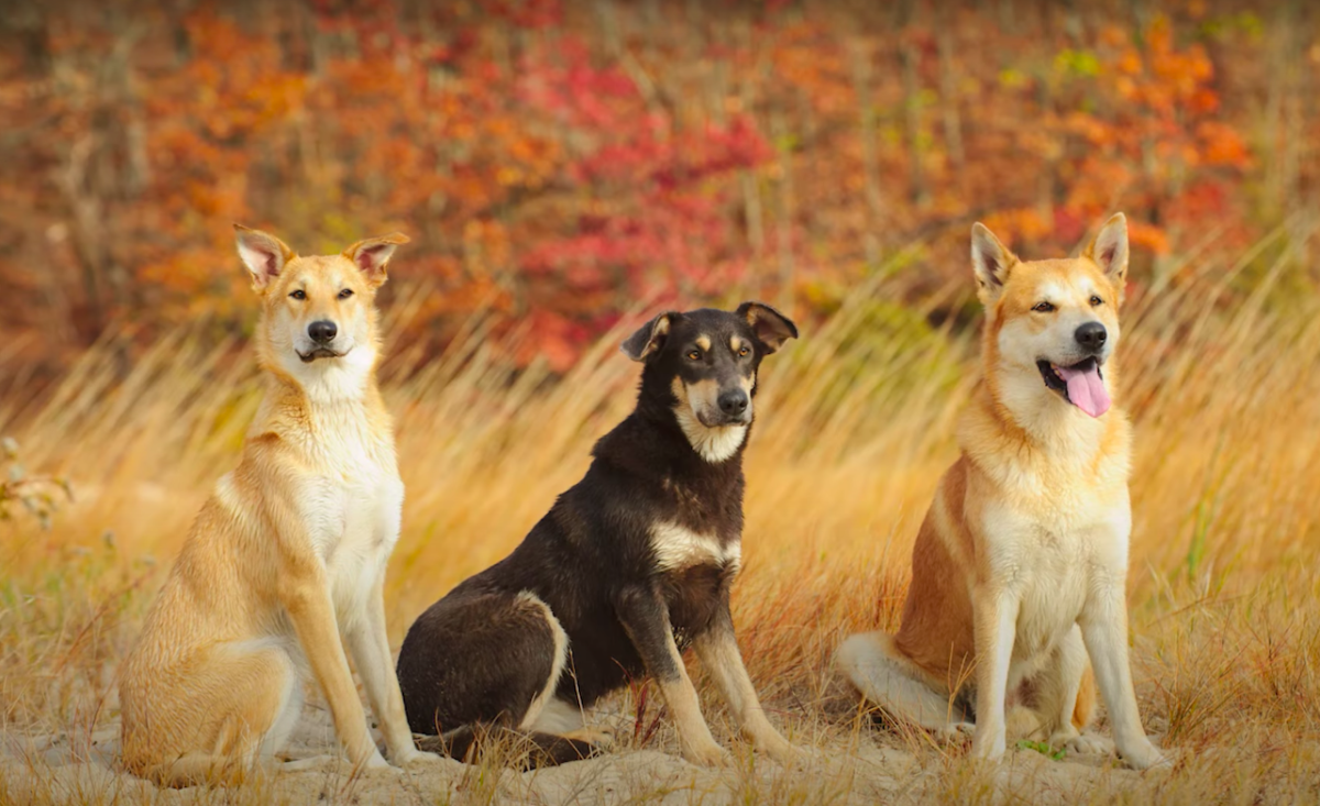 Chinook Dog Breed Information & Characteristics