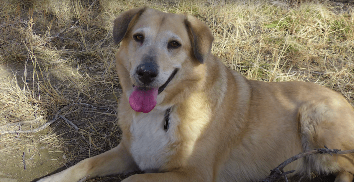 Chinook Dog Breed Information & Characteristics