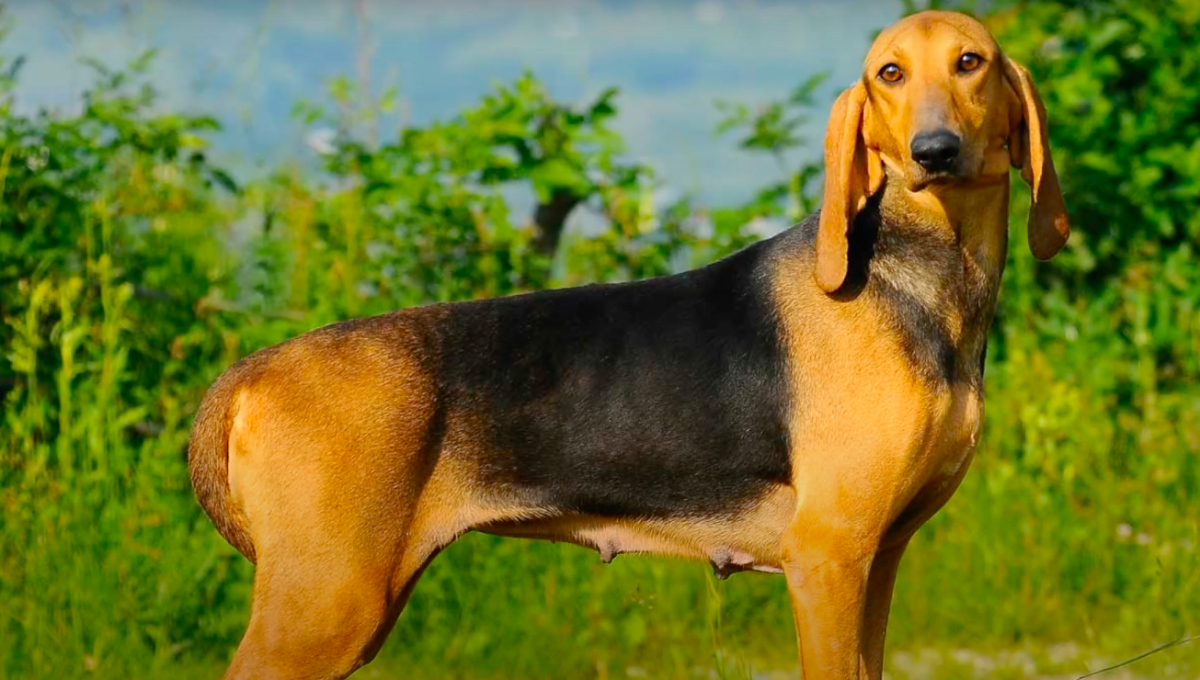 Segugio Italiano Dog Breed Information & Characteristics