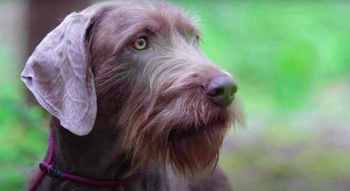 Slovakian Wirehaired Pointer Dog Breed Information