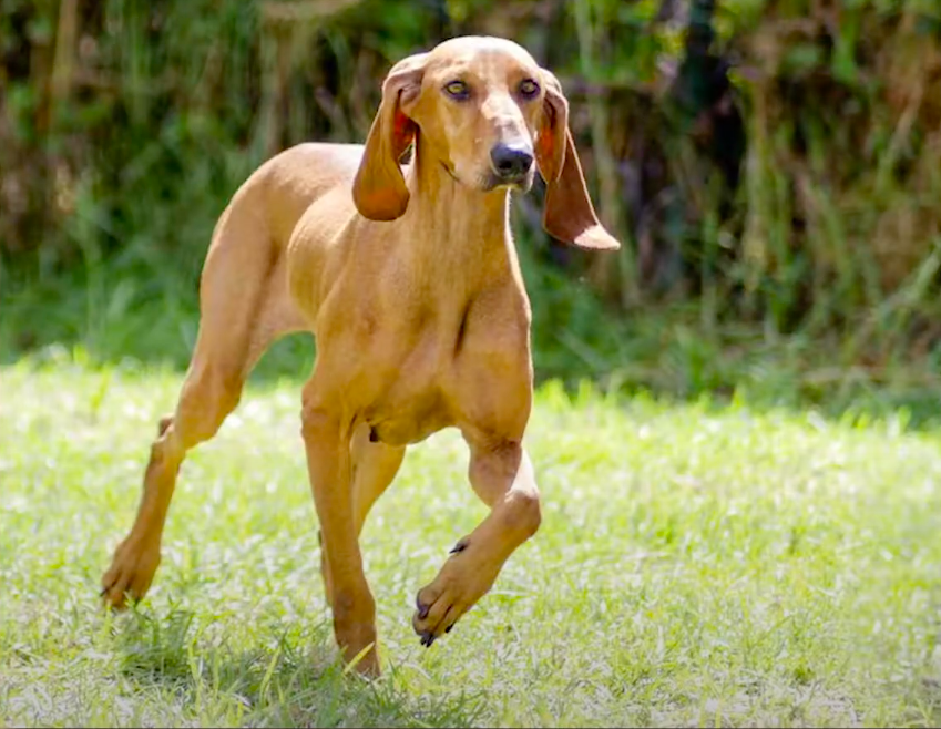 Segugio Italiano Dog Breed Information & Characteristics