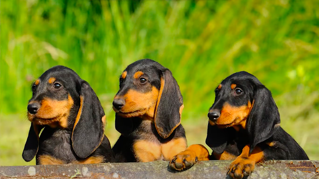 Segugio Italiano Dog Breed Information & Characteristics