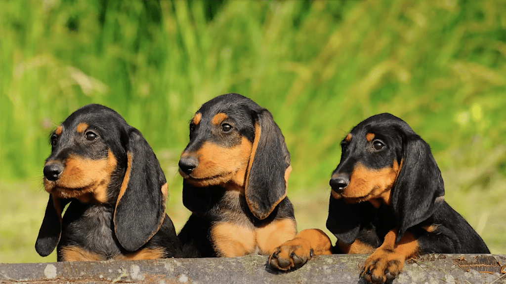 Segugio Italiano Dog Breed Information & Characteristics