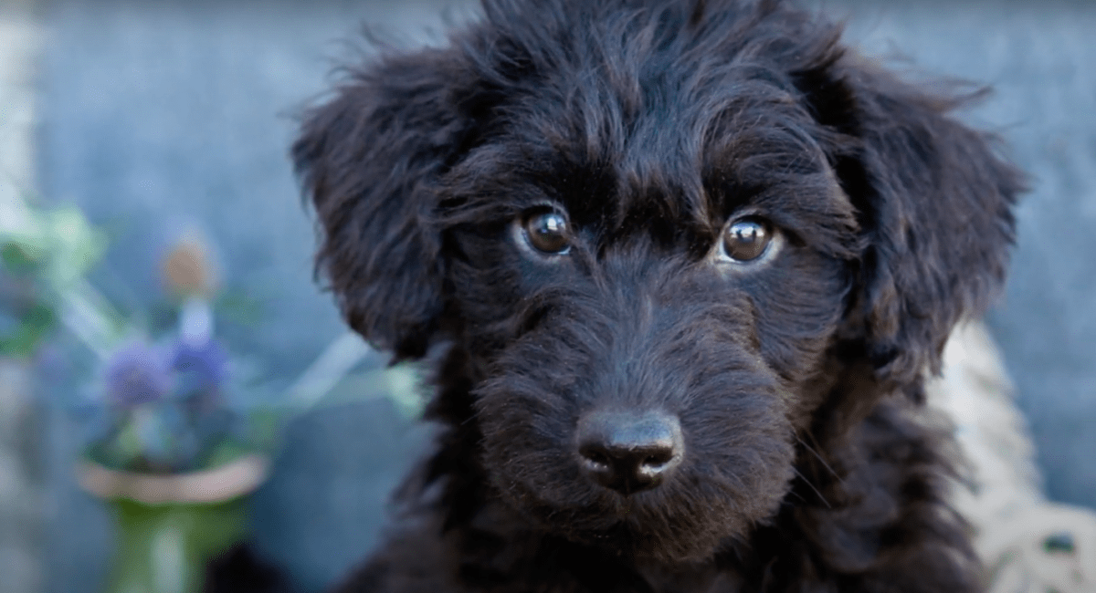 Scoodle Dog Breed Information & Characteristics