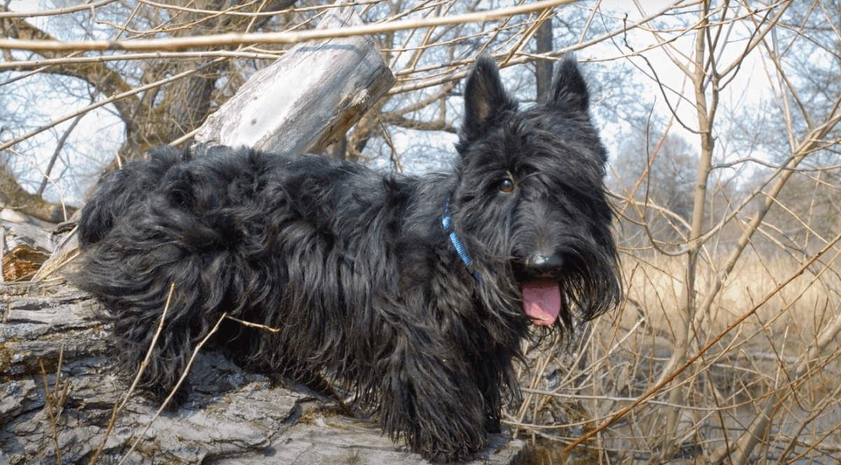 Scoodle Dog Breed Information & Characteristics