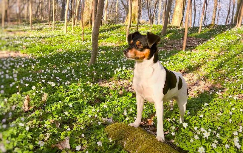 Danish-Swedish Farmdog Breed Pictures, Characteristics, & Facts
