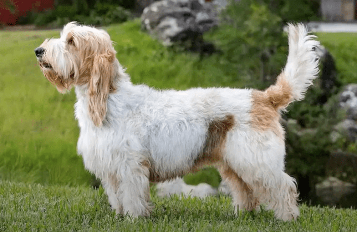 Bassetoodle Dog Breed Information & Characteristics