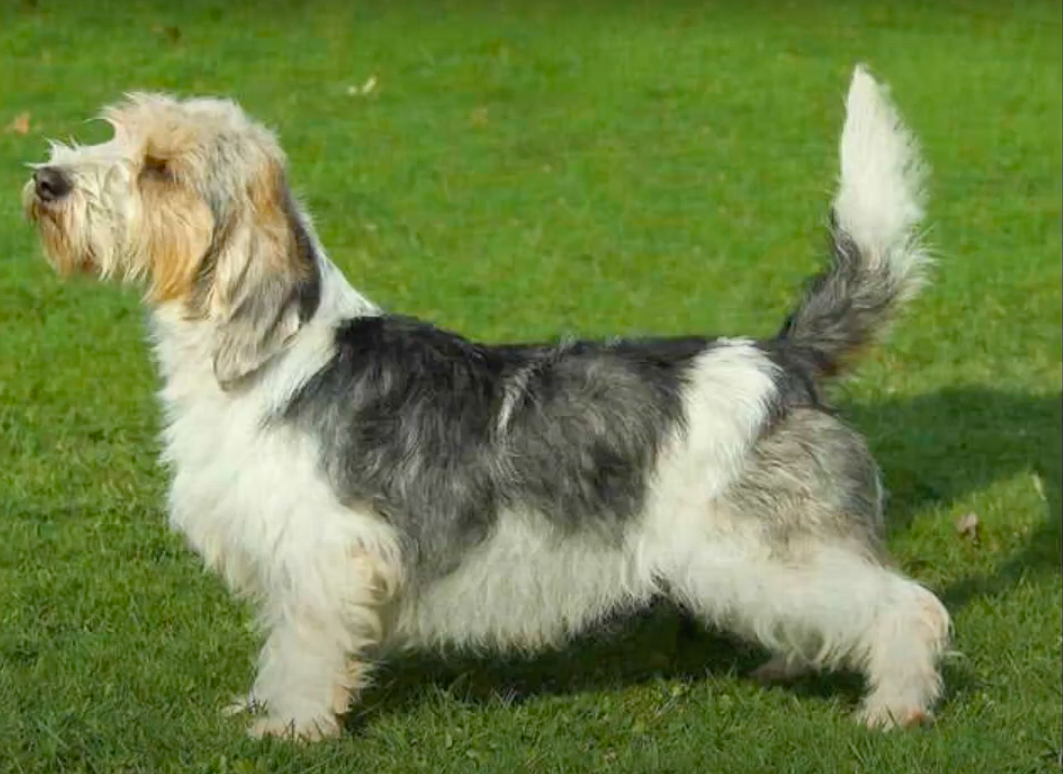 Bassetoodle Dog Breed Information & Characteristics