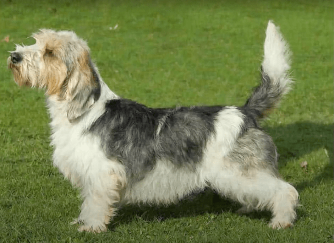 Bassetoodle Dog Breed Information & Characteristics