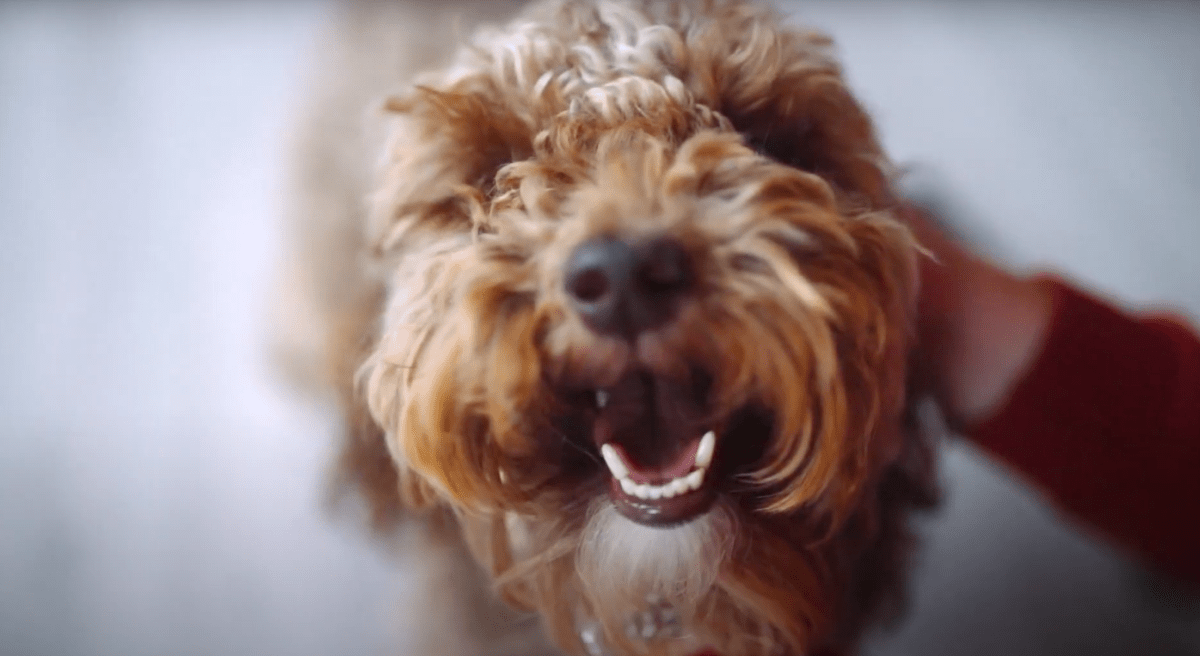 Poogle Dog Breed Information & Characteristics