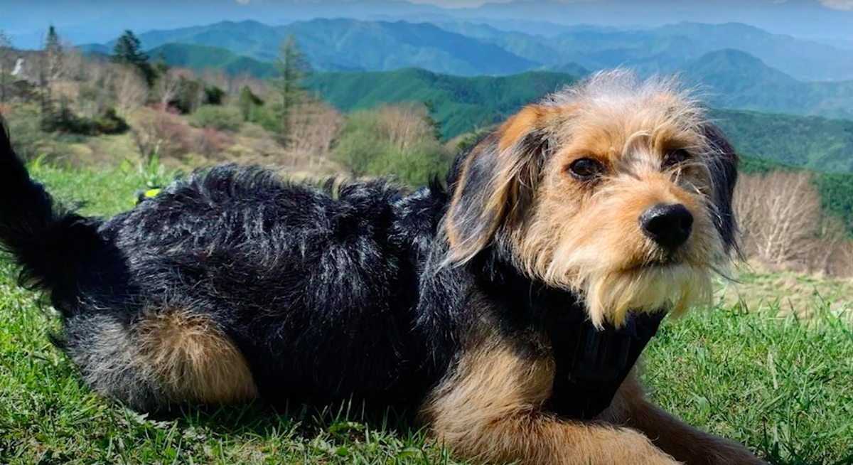 Poogle Dog Breed Information & Characteristics