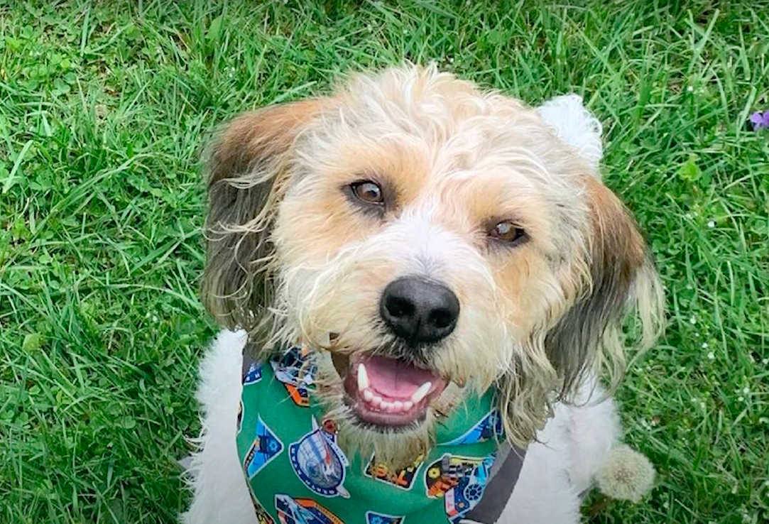 Poogle Dog Breed Information & Characteristics