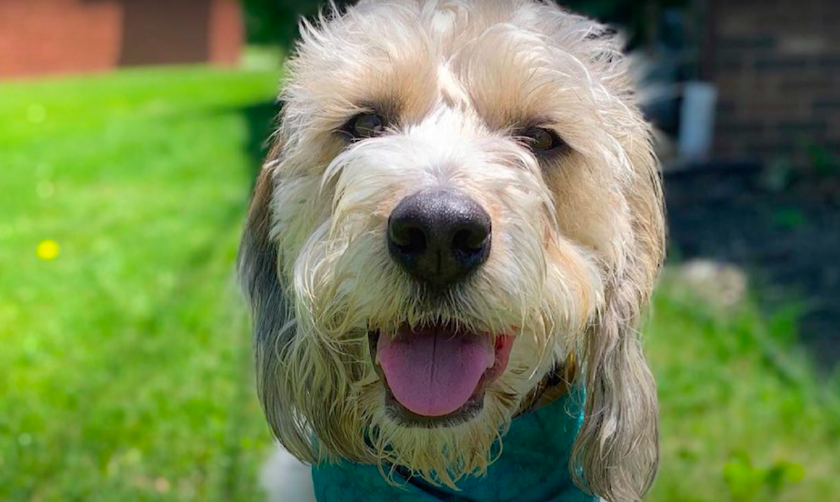 Poogle Dog Breed Information & Characteristics