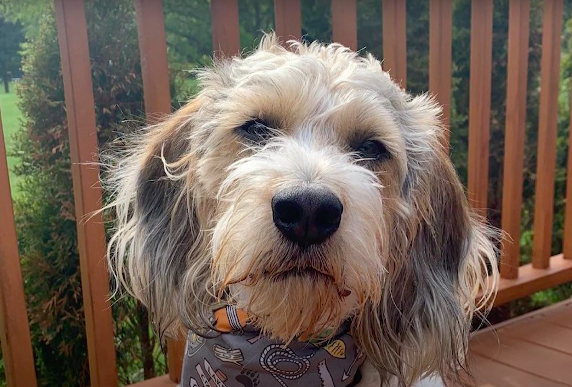 Poogle Dog Breed Information & Characteristics