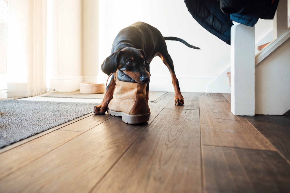 Adolescent Dogs: What To Expect During Their Teenage Phase