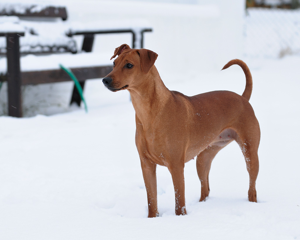German Pinscher Dog Breed Information & Characteristics