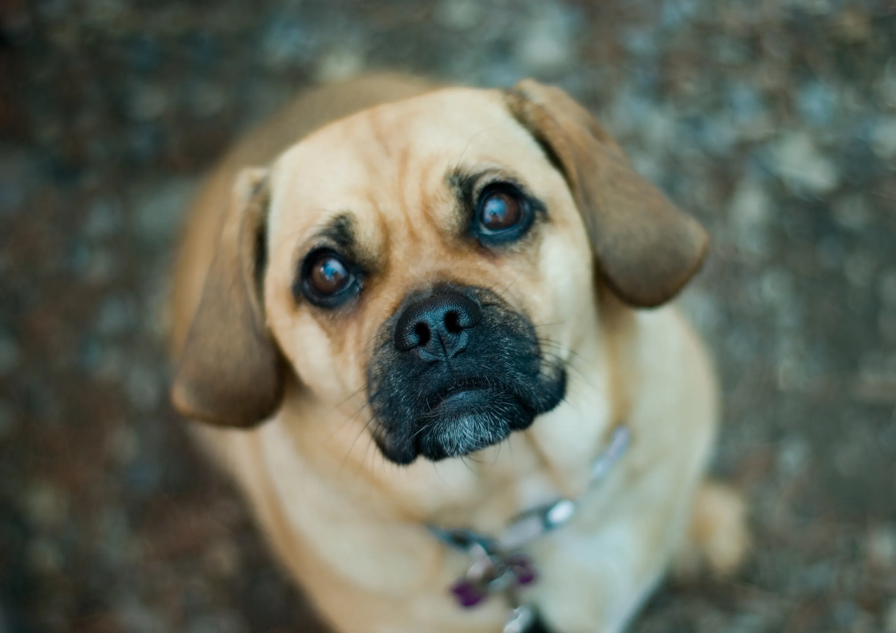 Puggle Dog Breed Information & Characteristics