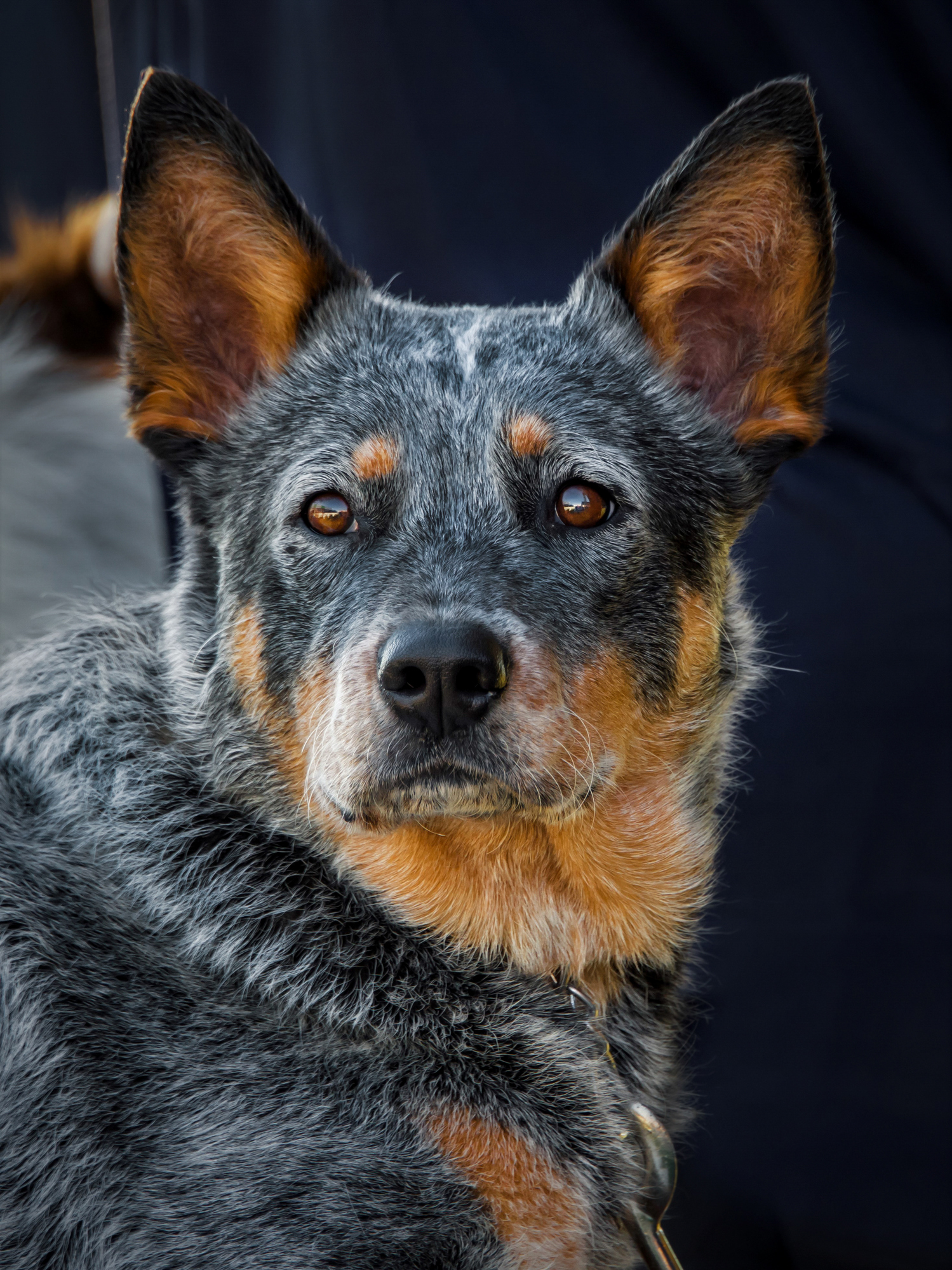 Australian Cattle Dog Breed Information & Characteristics