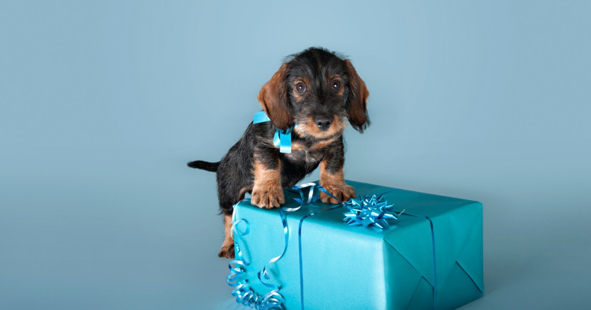 Should You Make a Gift Registry for Your New Dog?