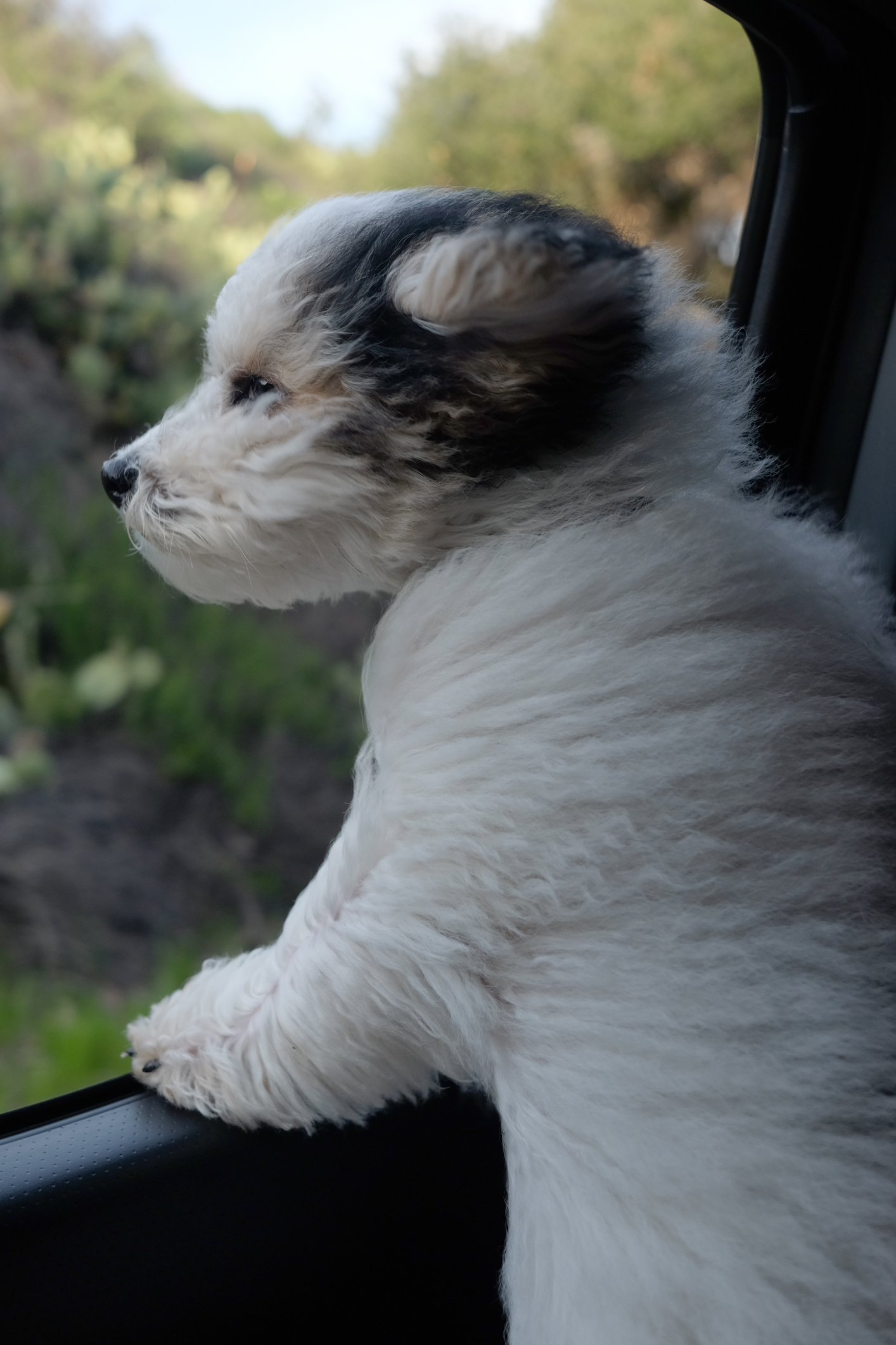 Yorkipoo Dog Breed Information & Characteristics