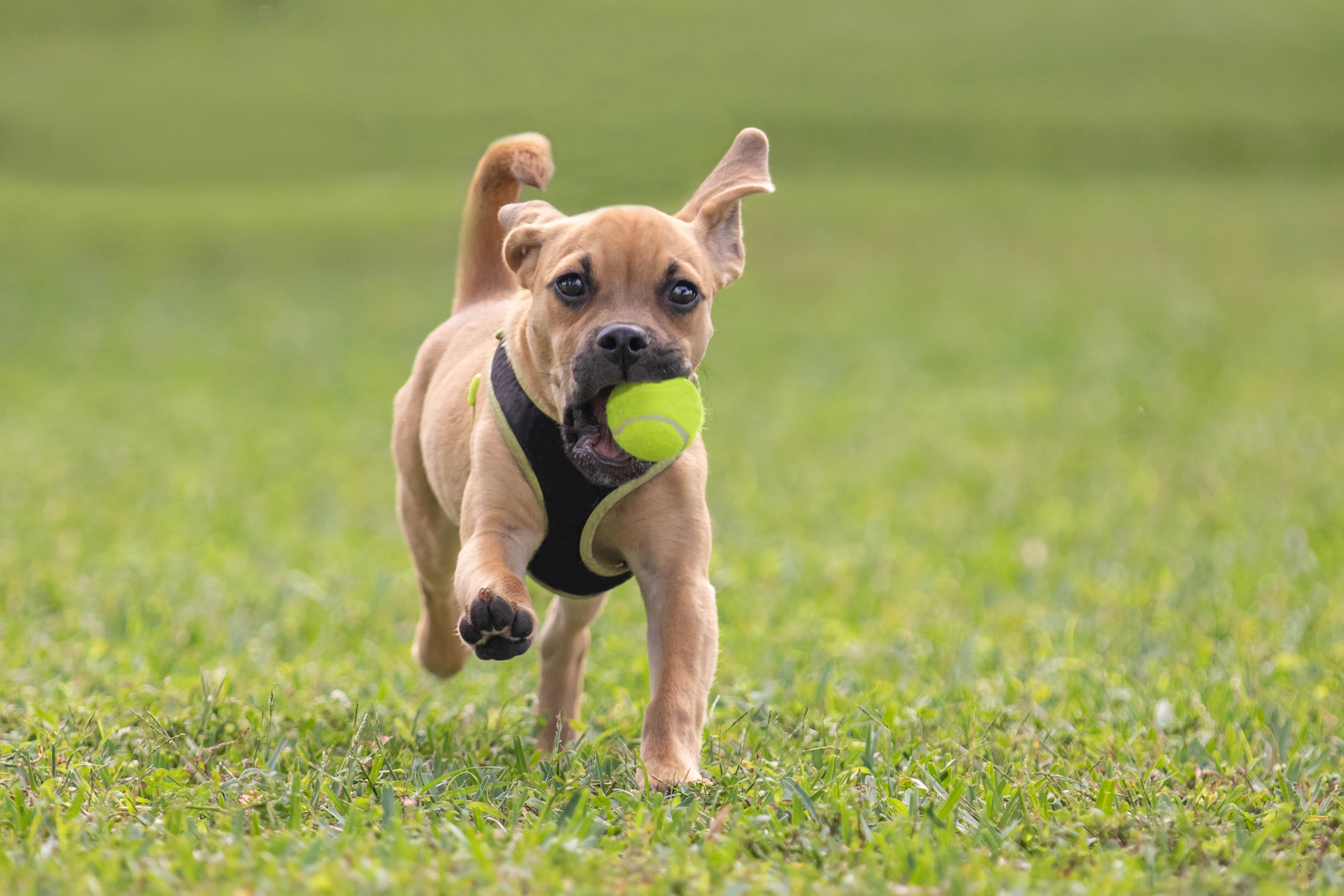 Puggle Dog Breed Information & Characteristics