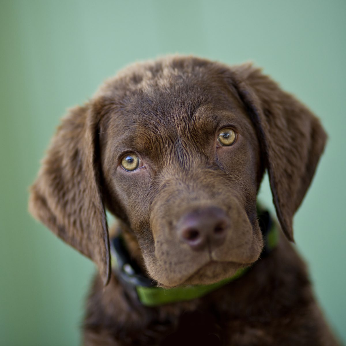 Chesapeake Bay Retriever Information & Characteristics