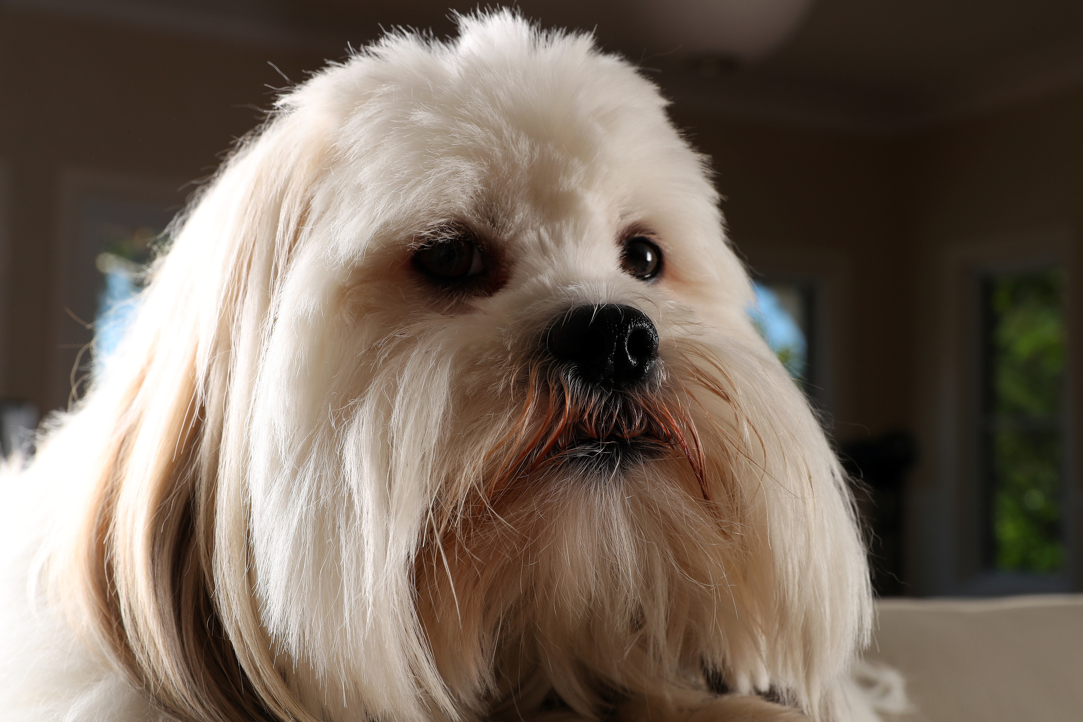 Lhasa Apso Dog Breed Information & Characteristics