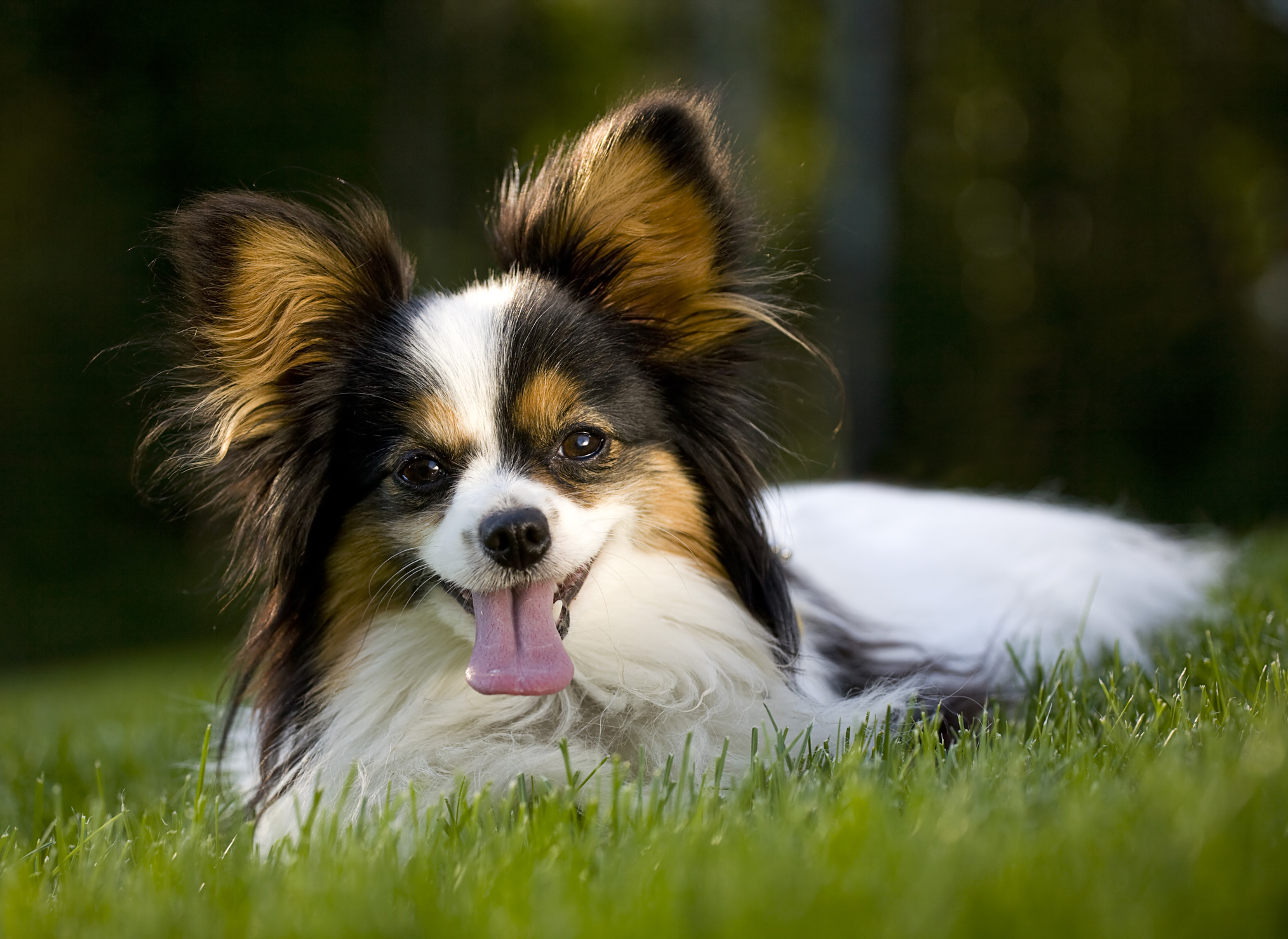 Papillon Dog Breed Information & Characteristics