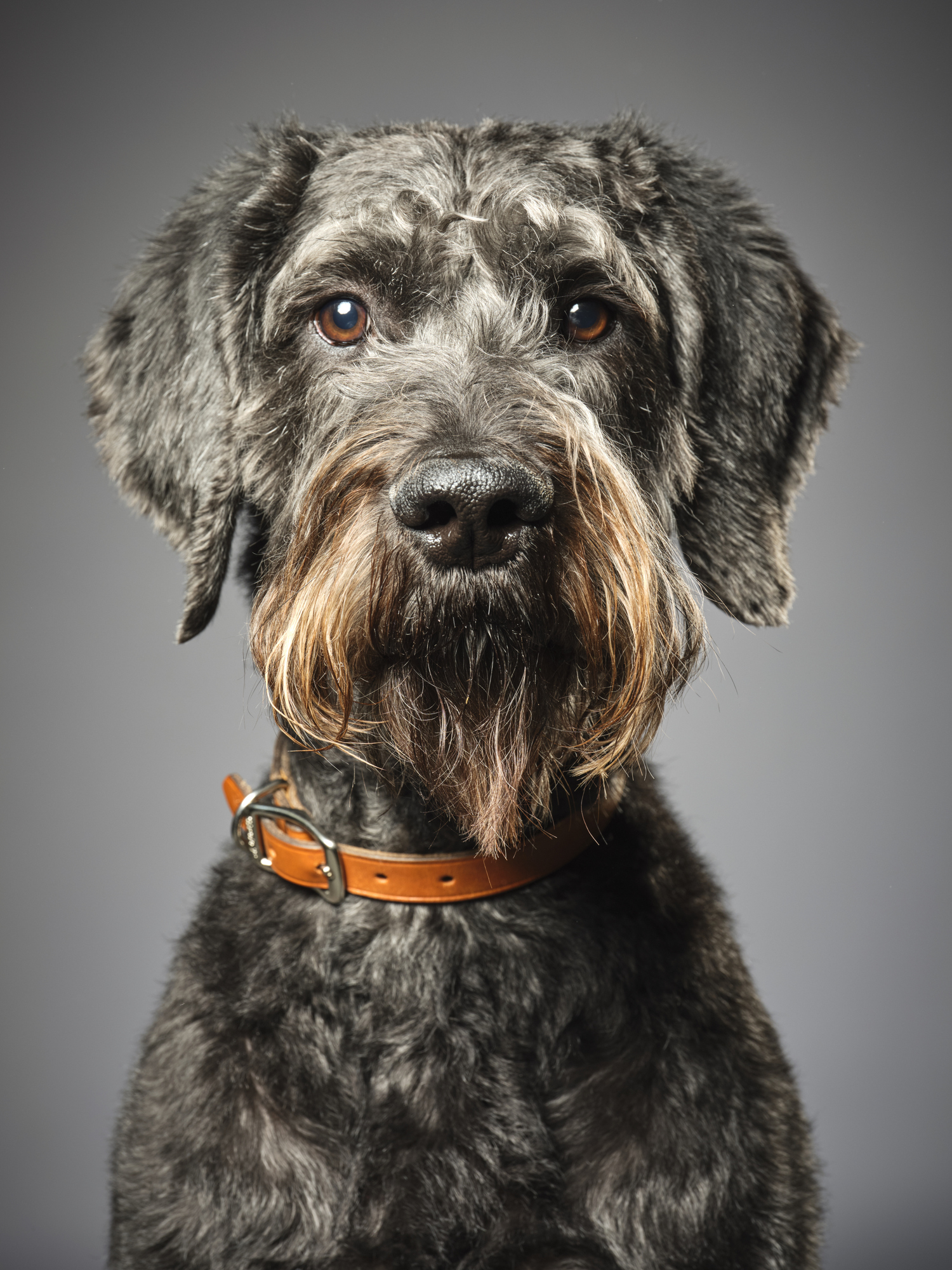 Schnoodle Dog Breed Information & Characteristics