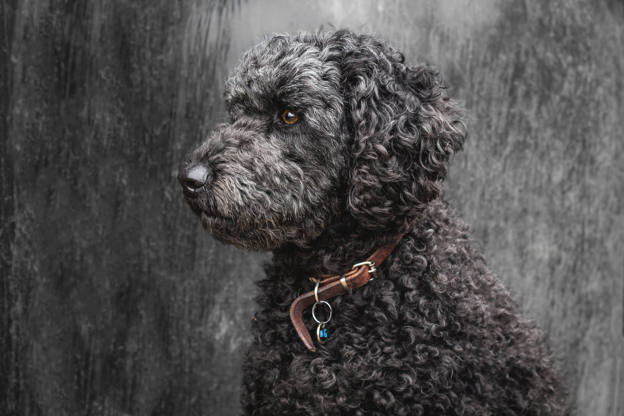Labradoodle Dog Breed Information & Characteristics