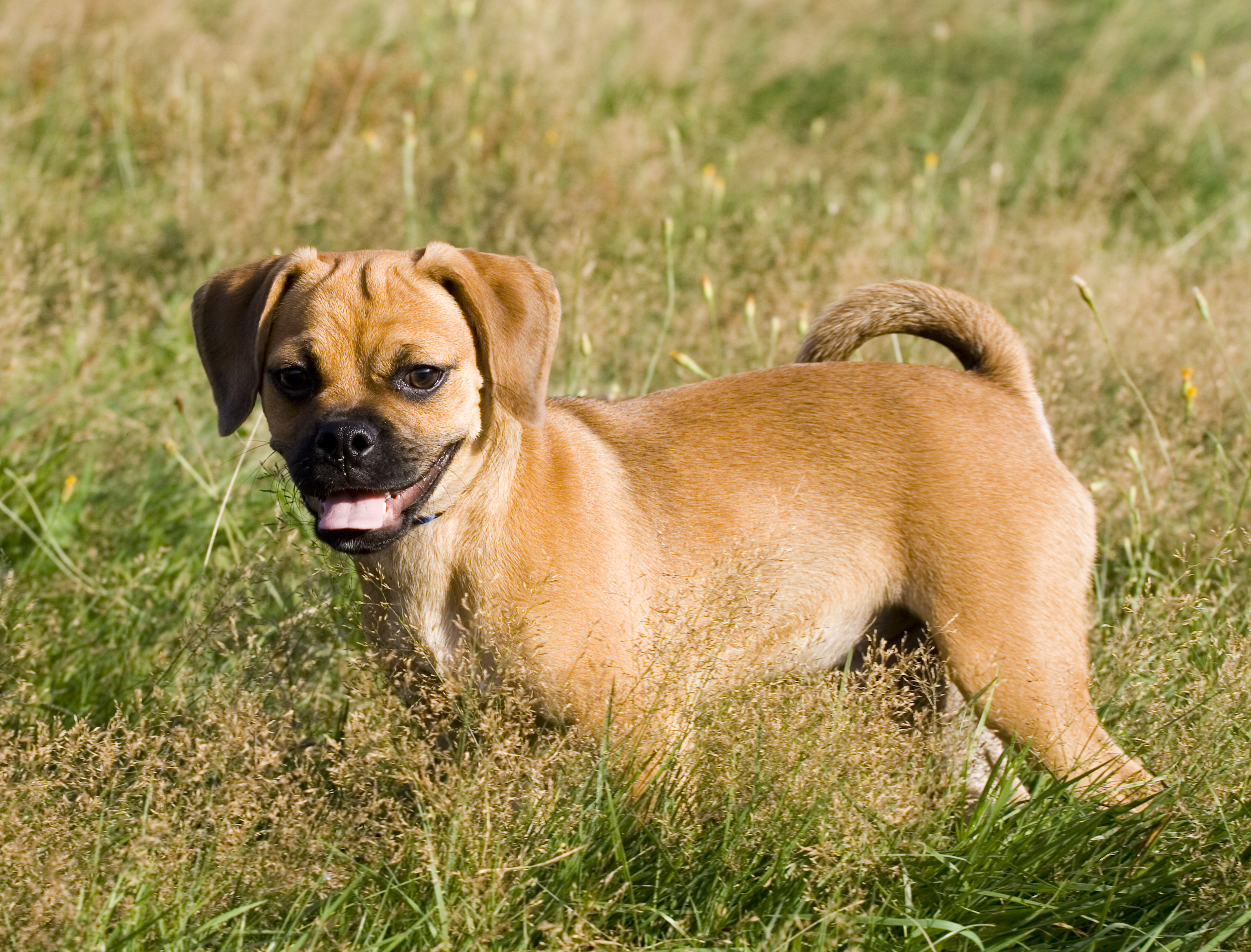 Puggle Dog Breed Information & Characteristics