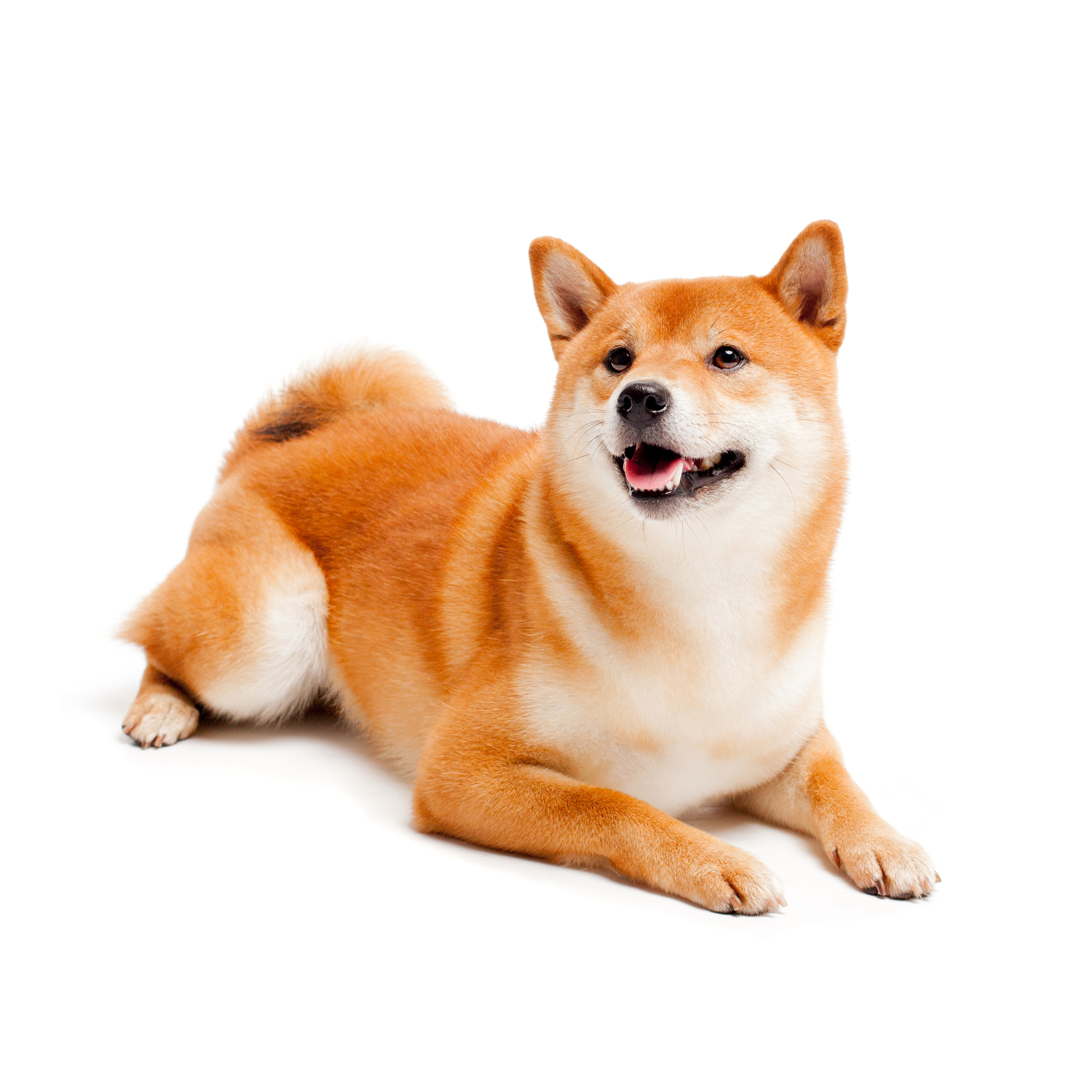 Shiba Inu Dog Breed Information & Characteristics