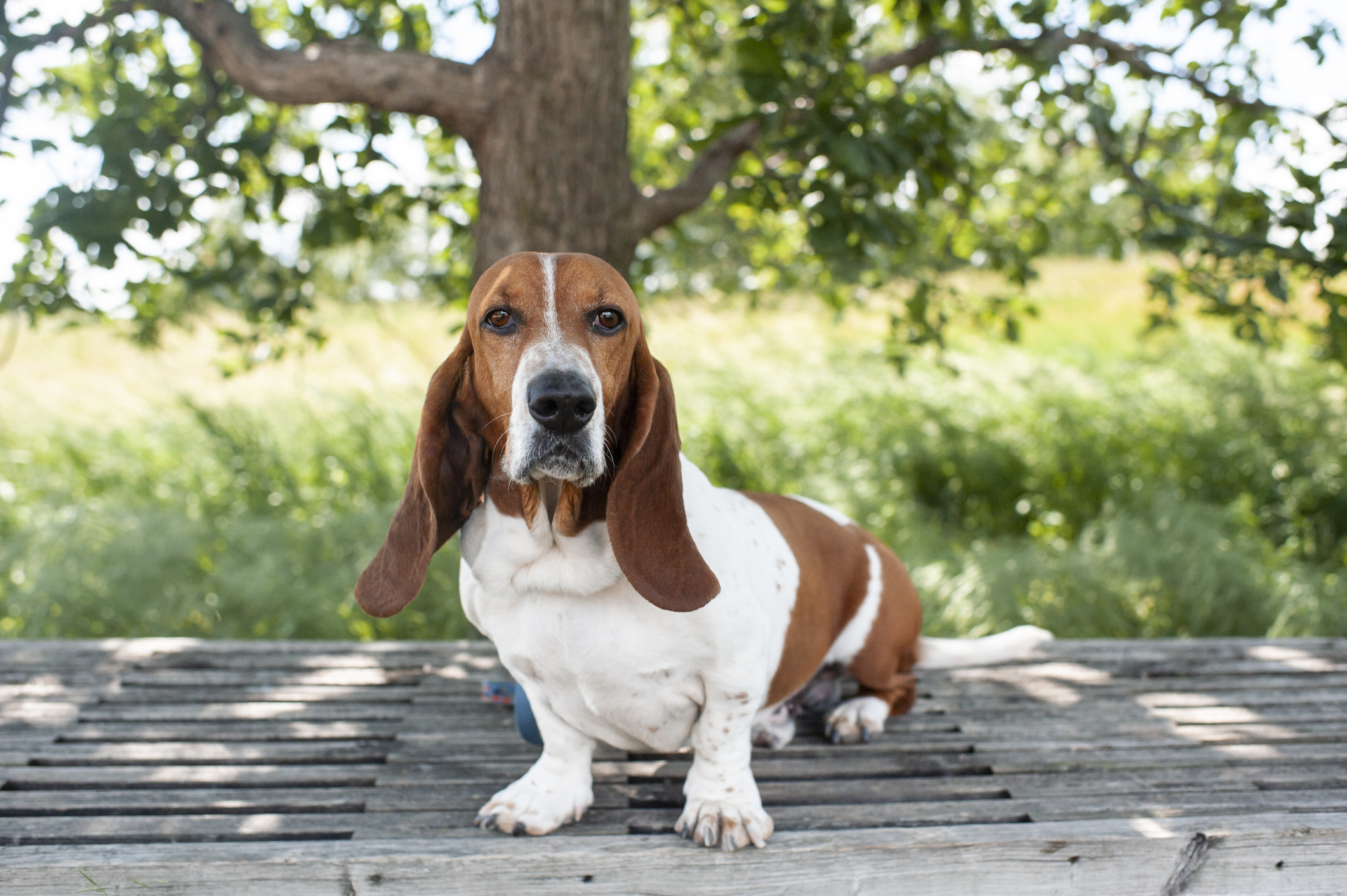 Basset Hound Dog Breed Information & Characteristics