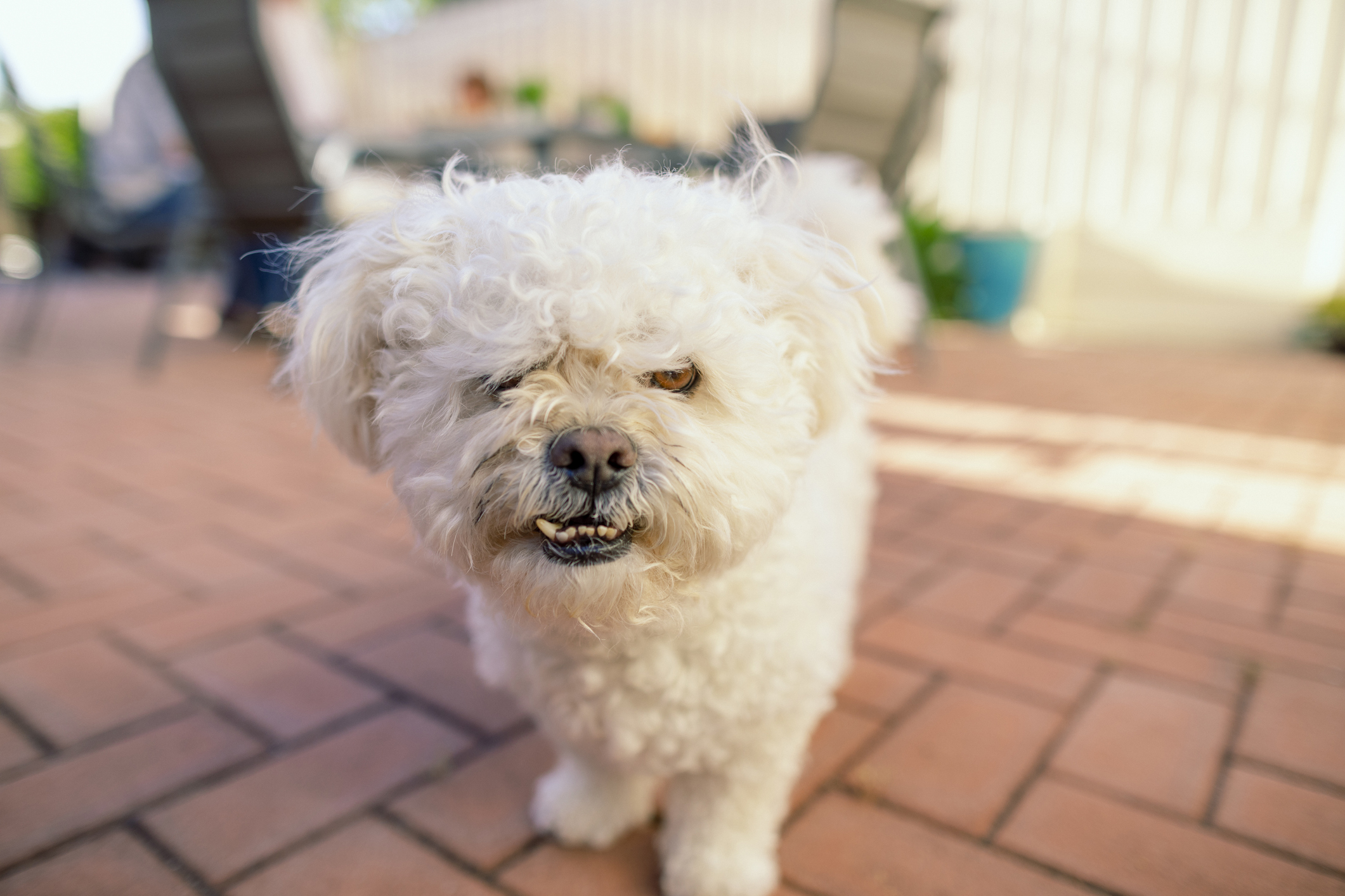 5 Signs Your Dog Is Stressed