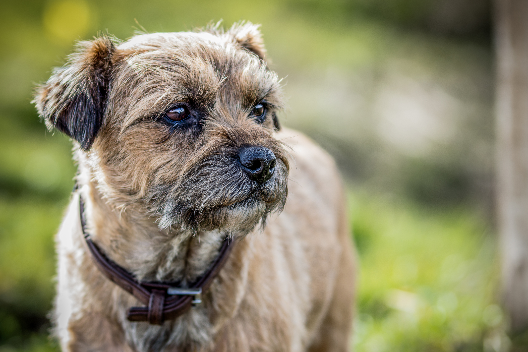 Border Terrier Dog Breed Information & Characteristics