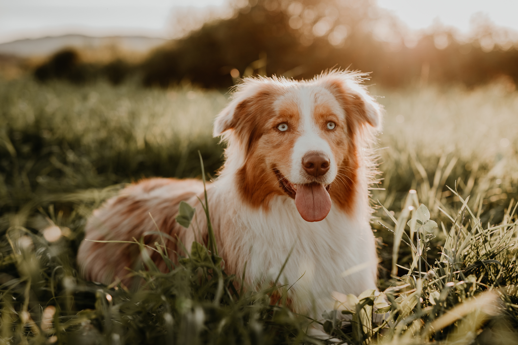 Australian Shepherd Dog Breed Information & Characteristics