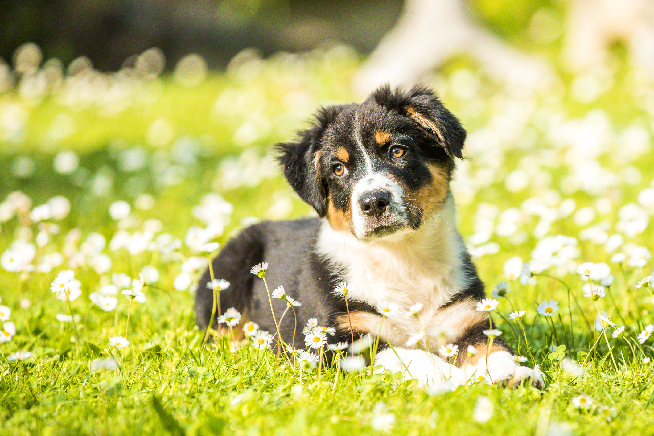 Australian Shepherd Dog Breed Information & Characteristics