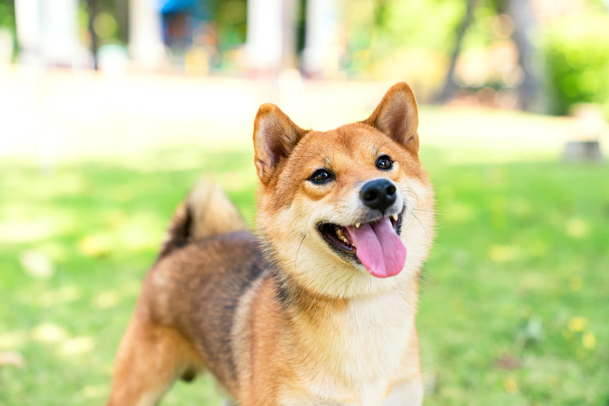 Shiba Inu Dog Breed Information & Characteristics