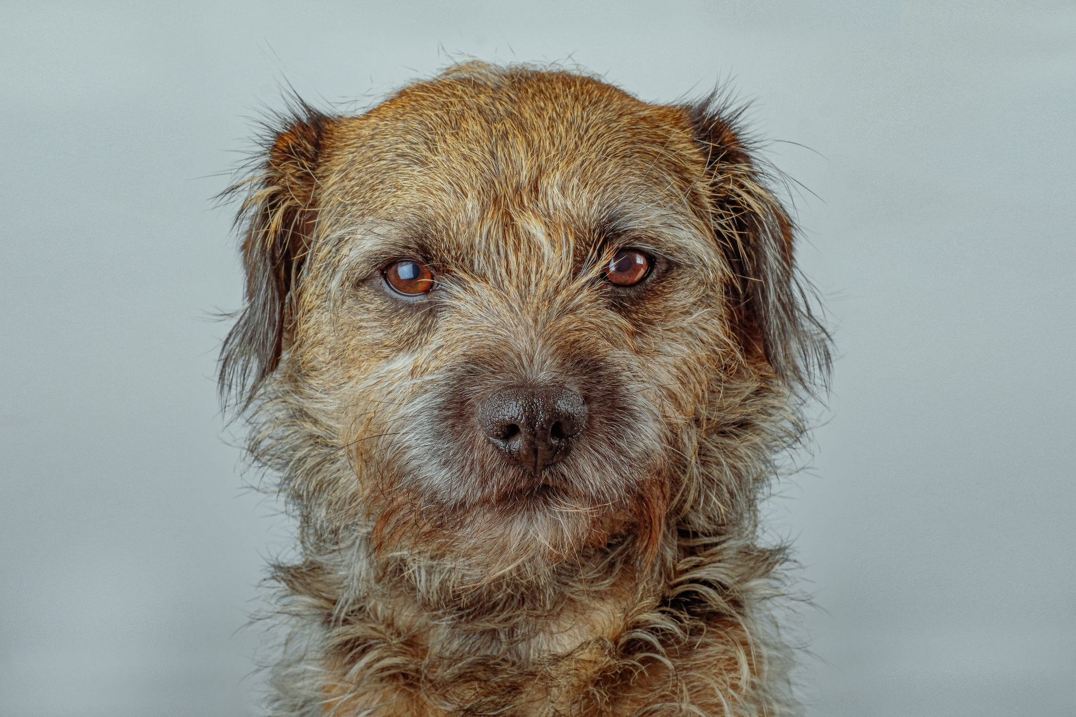 Border Terrier Dog Breed Information & Characteristics