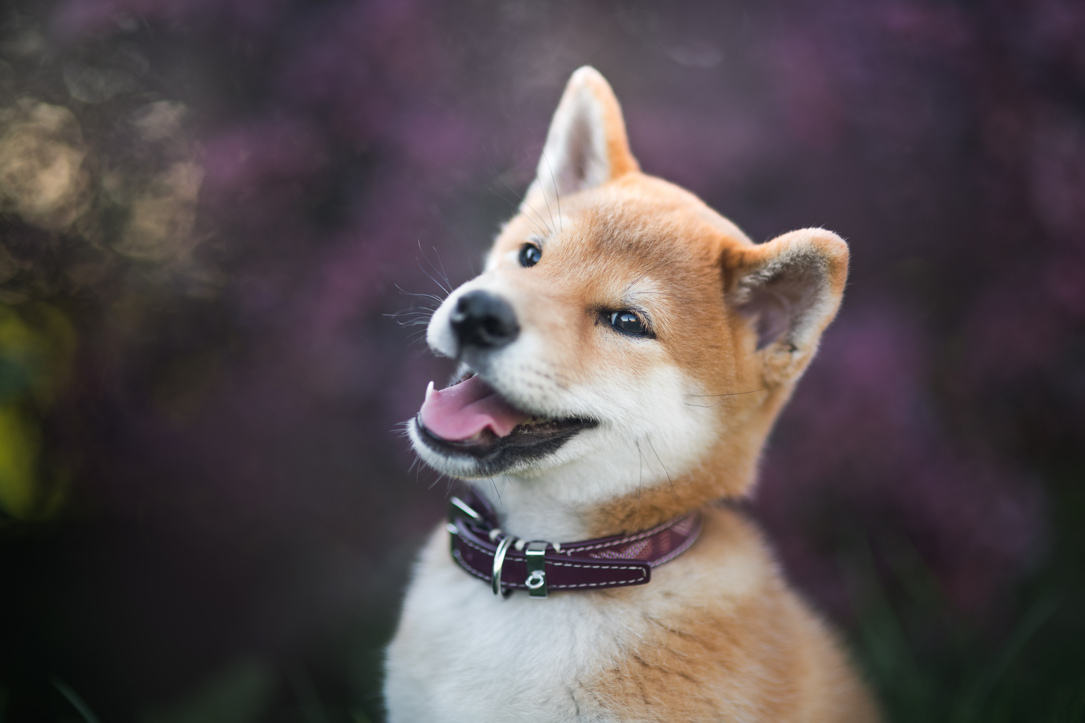 Shiba Inu Dog Breed Information & Characteristics