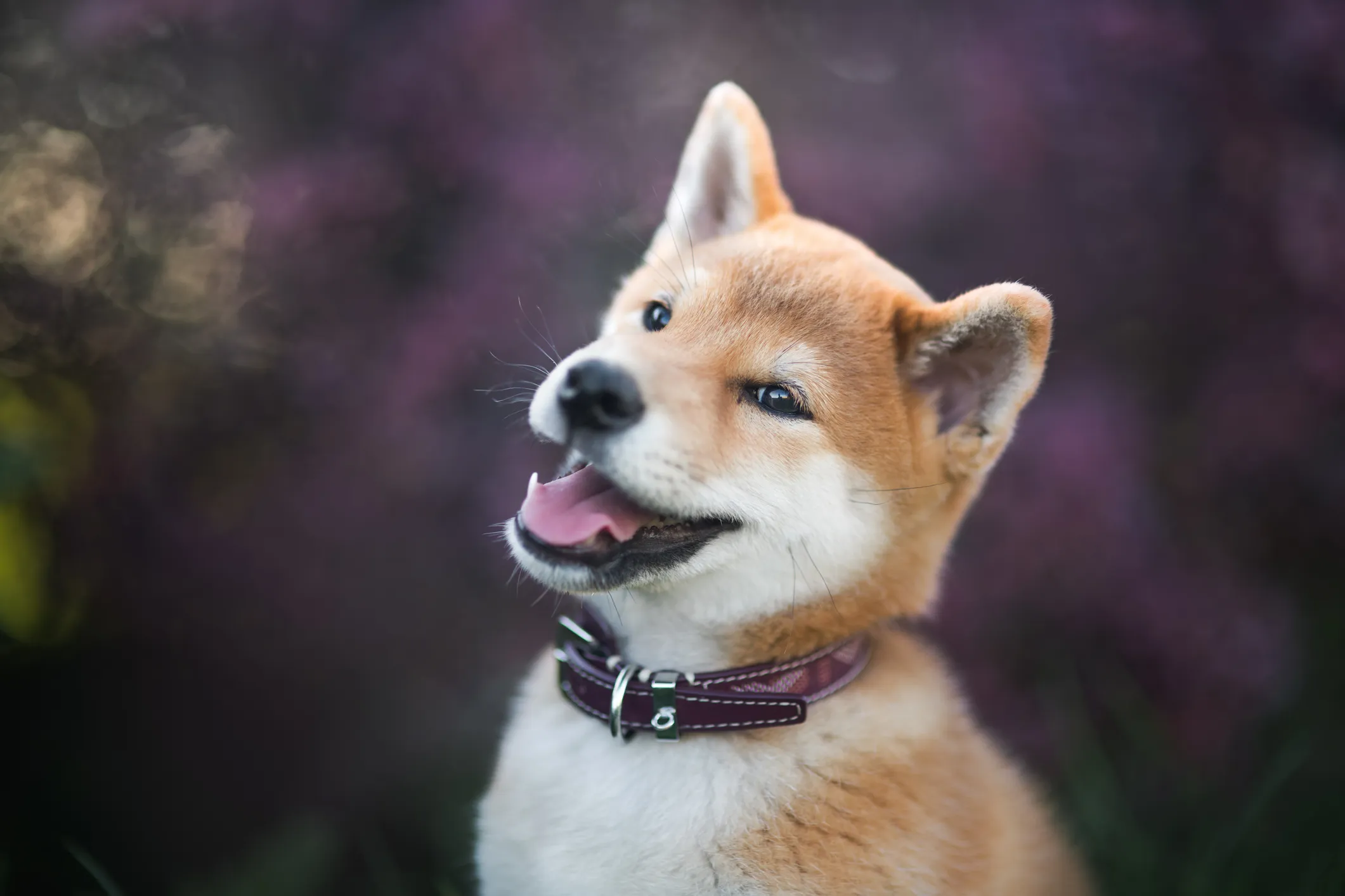 Shiba Inu Dog Breed Information & Characteristics