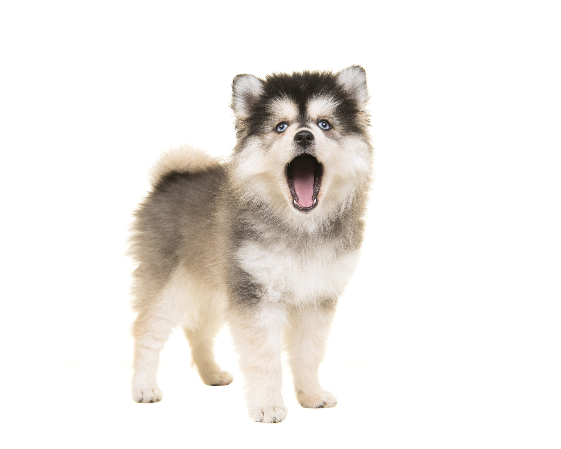 Pomsky Dog Breed Information & Characteristics