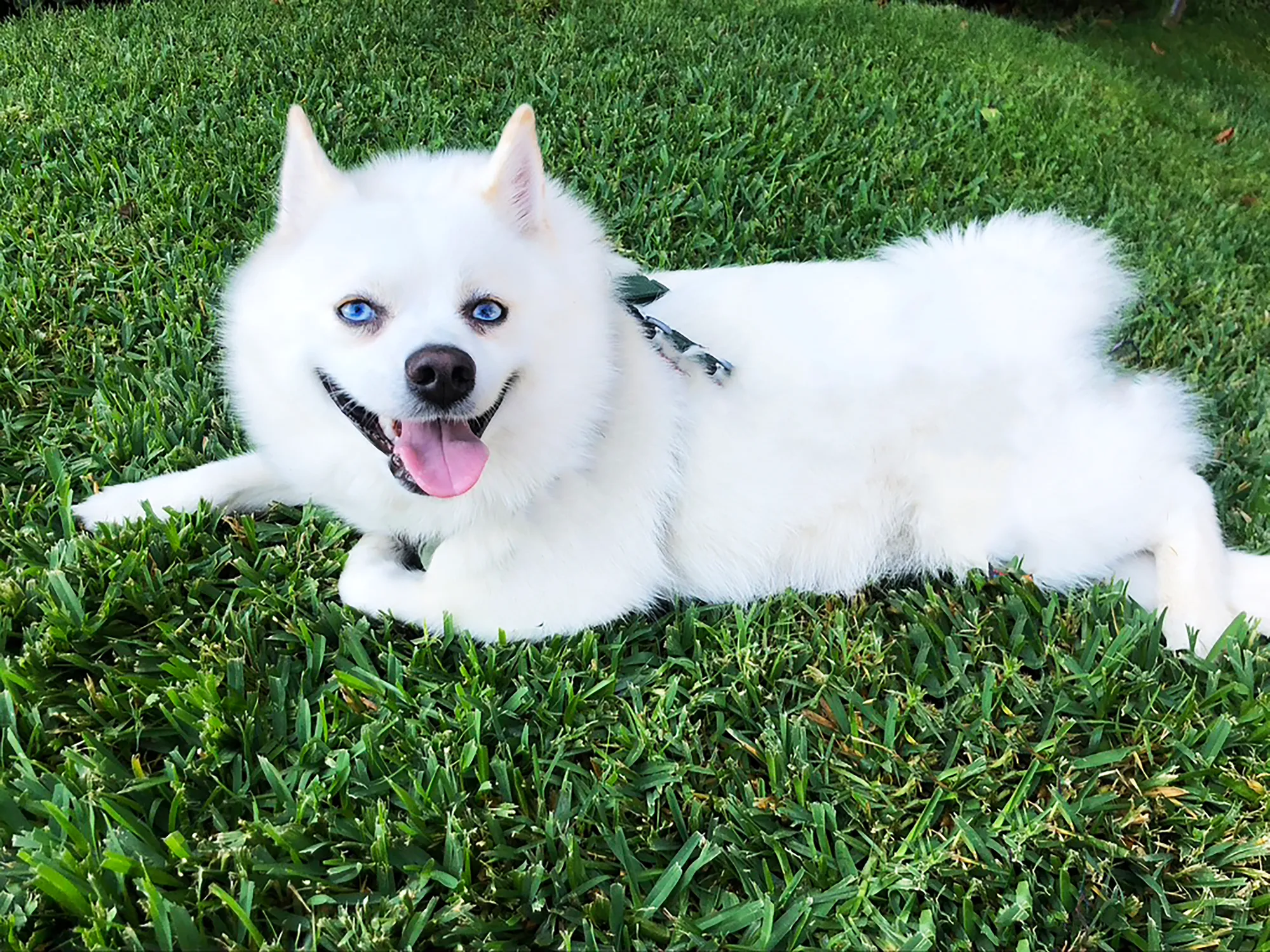 Pomsky Dog Breed Information & Characteristics